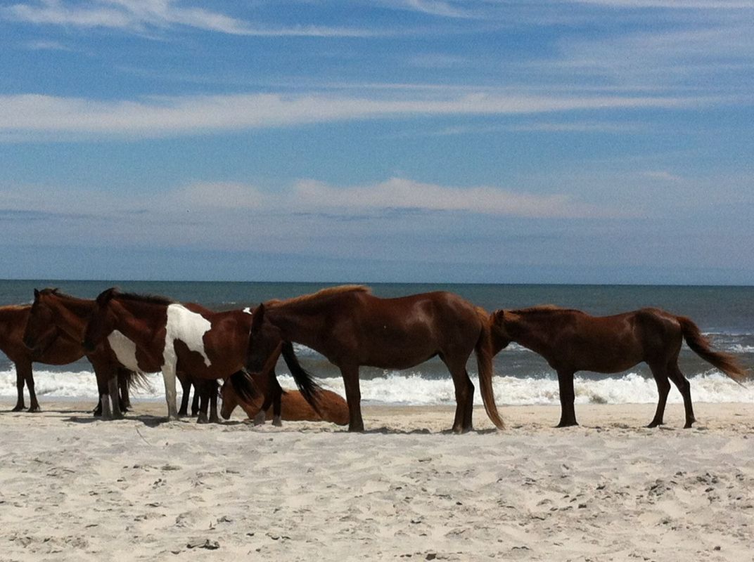 Adult horses protecting their young. | Smithsonian Photo Contest ...