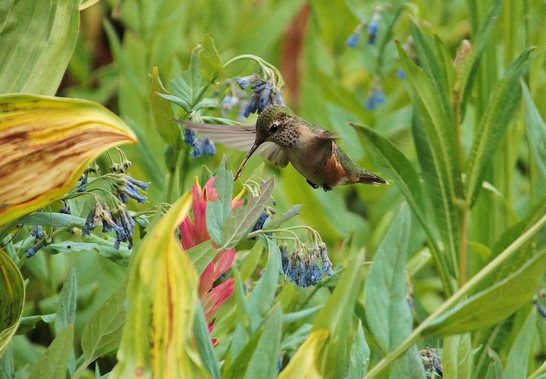 Female Broad Tailed Hummingbird in Alpine Meadow | Smithsonian Photo ...
