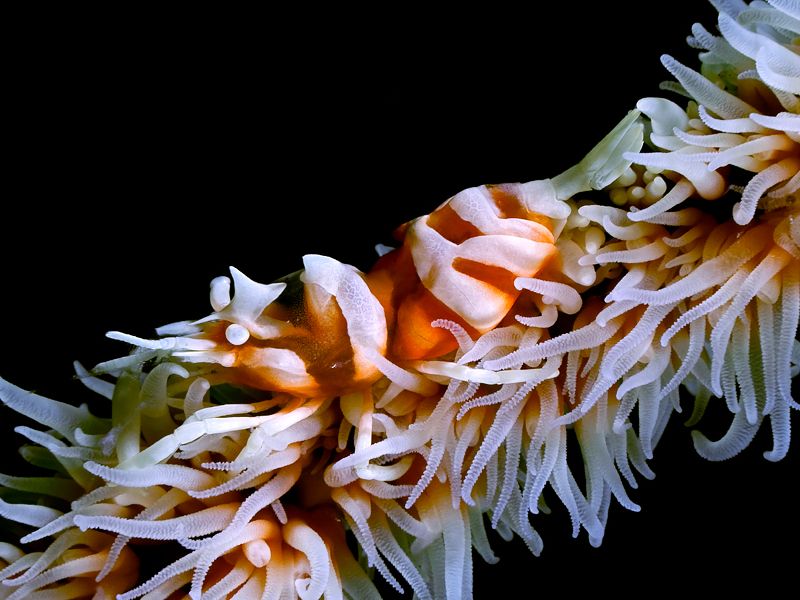 Large Whip Coral Shrimp at home on Sea Whip. Taken at a depth of around ...