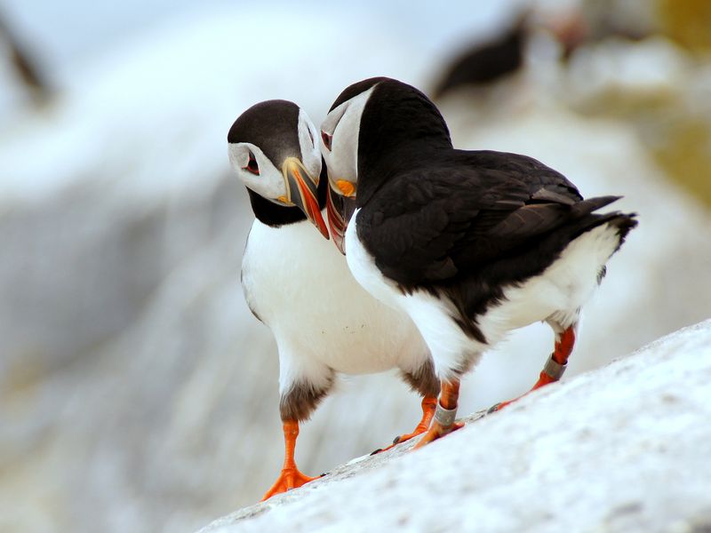 Puffin sweethearts | Smithsonian Photo Contest | Smithsonian Magazine