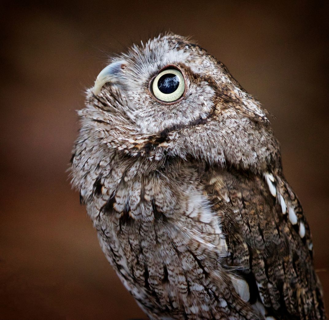 Portrait of a screech owl | Smithsonian Photo Contest | Smithsonian ...