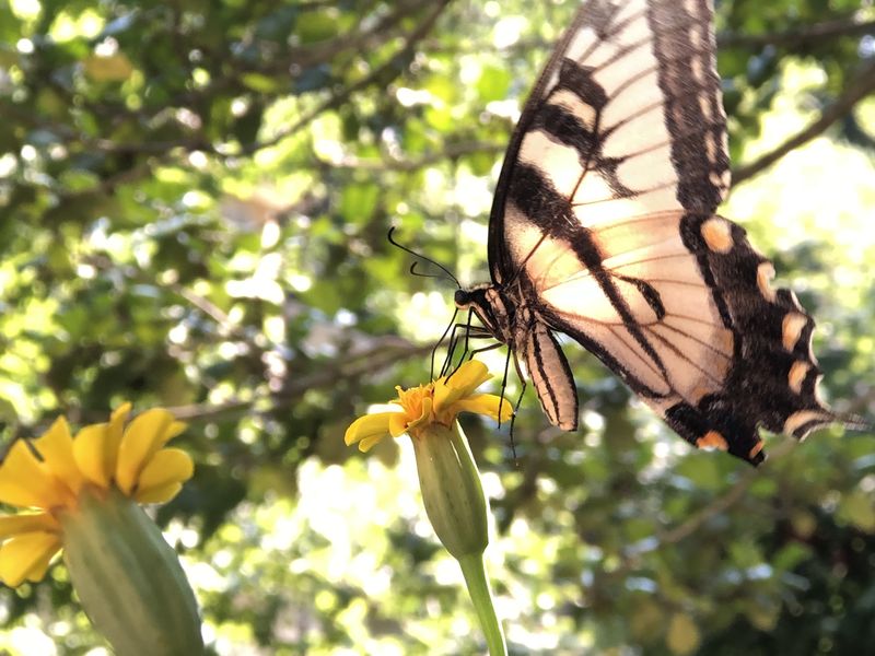 Butterfly eating nectar | Smithsonian Photo Contest | Smithsonian Magazine