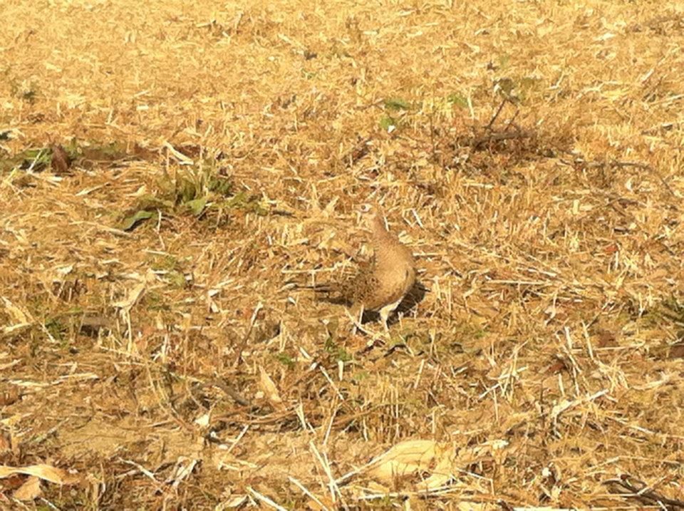 A Camouflaghed Female Pheasant By Our Farm Smithsonian Photo Contest Smithsonian Magazine