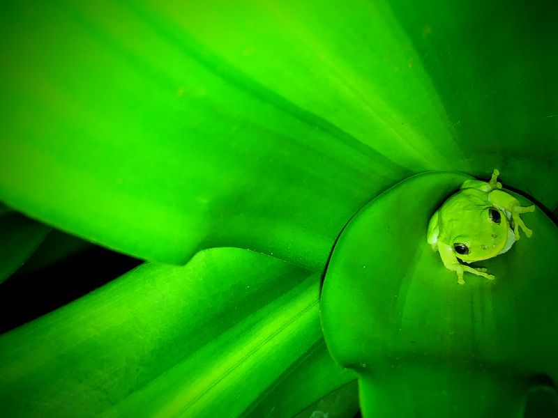 Green frog in a palm tree | Smithsonian Photo Contest | Smithsonian ...