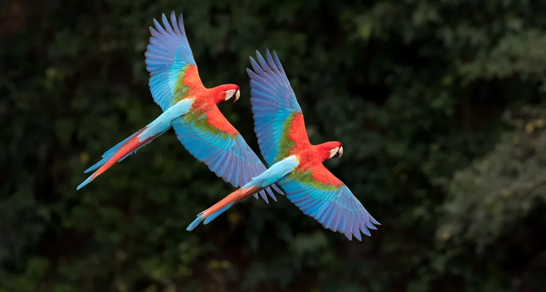 Double Red-and-Green Macaws | Smithsonian Photo Contest | Smithsonian ...