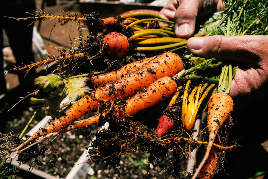 Fresh Carrots | Smithsonian Photo Contest | Smithsonian Magazine
