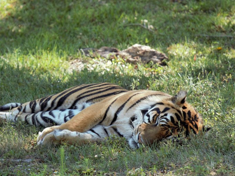 The tired tiger from Zoo Miami | Smithsonian Photo Contest ...