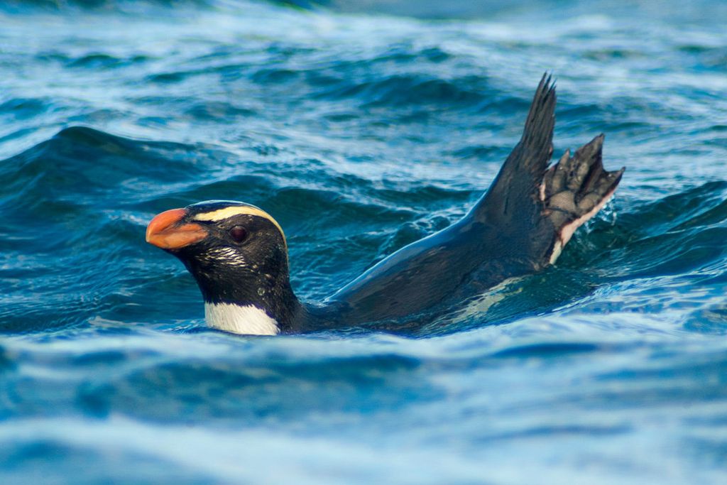 Penguin In Sea Pōhatu Penguins Evening Penguins Safaris Akaroa/