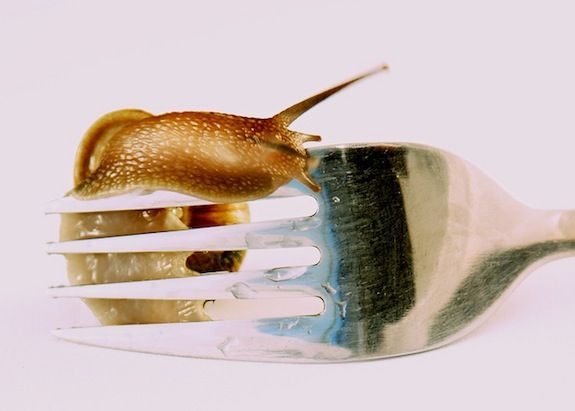 How Loudly Does a Snail Slither? | Smithsonian