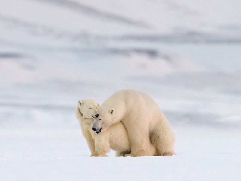 Mating Polar Bears | Smithsonian Photo Contest | Smithsonian Magazine