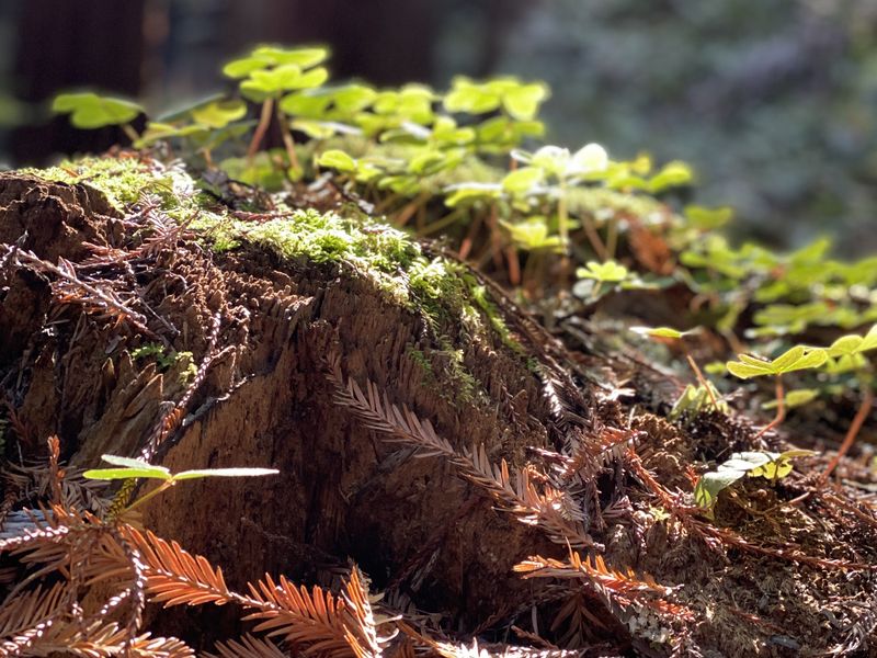 Forest Floor | Smithsonian Photo Contest | Smithsonian Magazine
