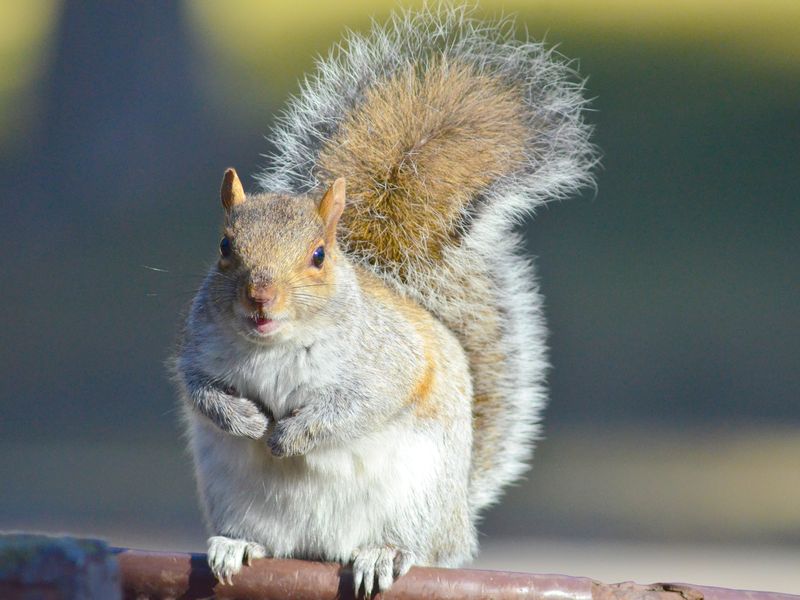 A Squirrel Smile | Smithsonian Photo Contest | Smithsonian Magazine