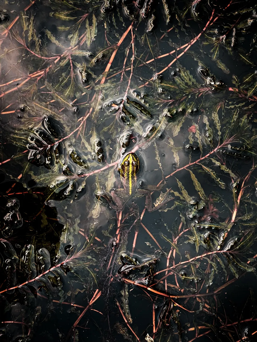Hidden Frog | Smithsonian Photo Contest | Smithsonian Magazine