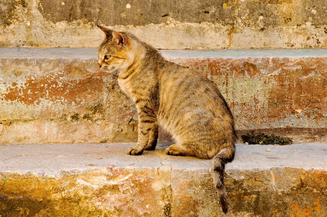 Natural chameleon...a cat sits on the steps of a church in the village ...