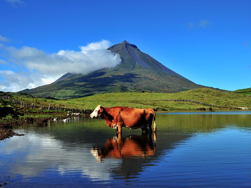 Reflection of the Azorean World | Smithsonian Photo Contest ...
