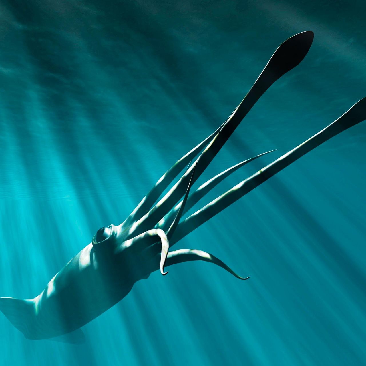 Squid Moving In Water