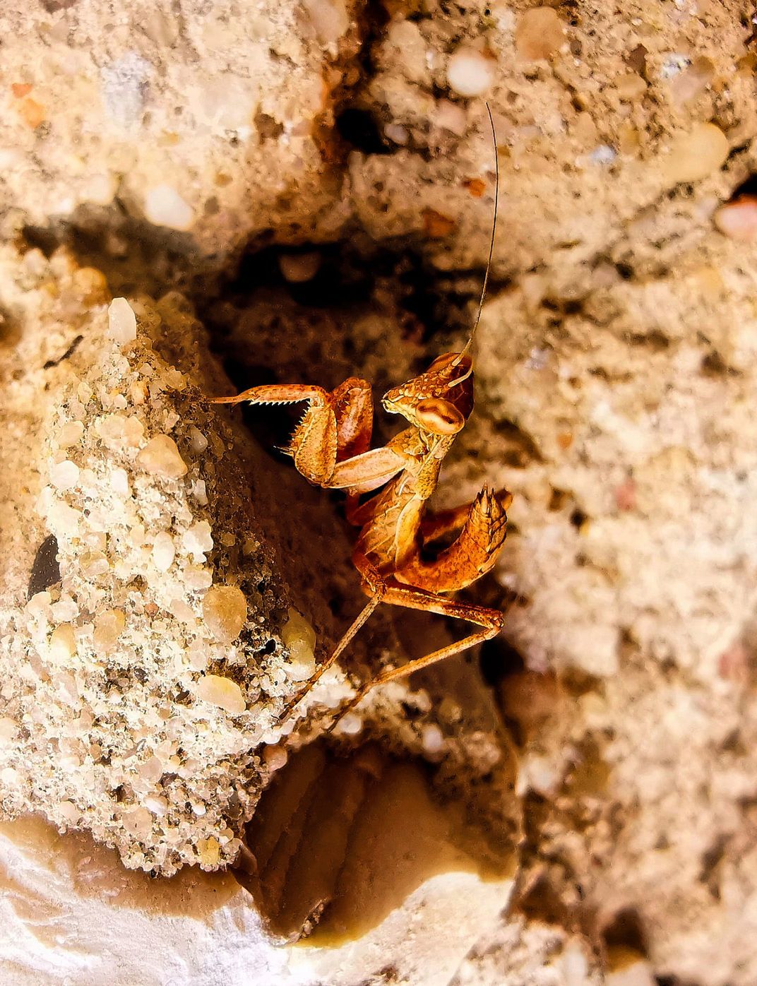 A praying mantis matching the colour of the rocks | Smithsonian Photo ...