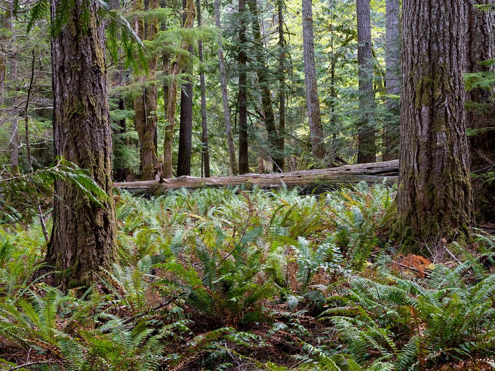 Trees, Ferns, And Light In A Rain Forest | Smithsonian Photo Contest ...