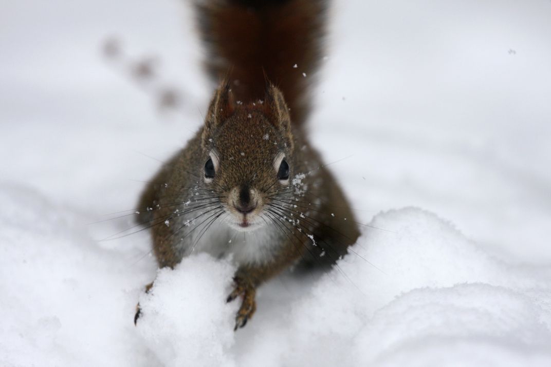 The Little Red Squirrel and the Snowball | Smithsonian Photo Contest ...