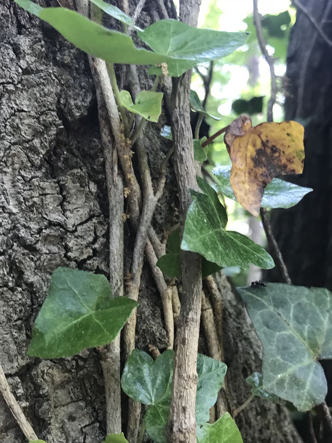 Ivy on Tree | Smithsonian Photo Contest | Smithsonian Magazine