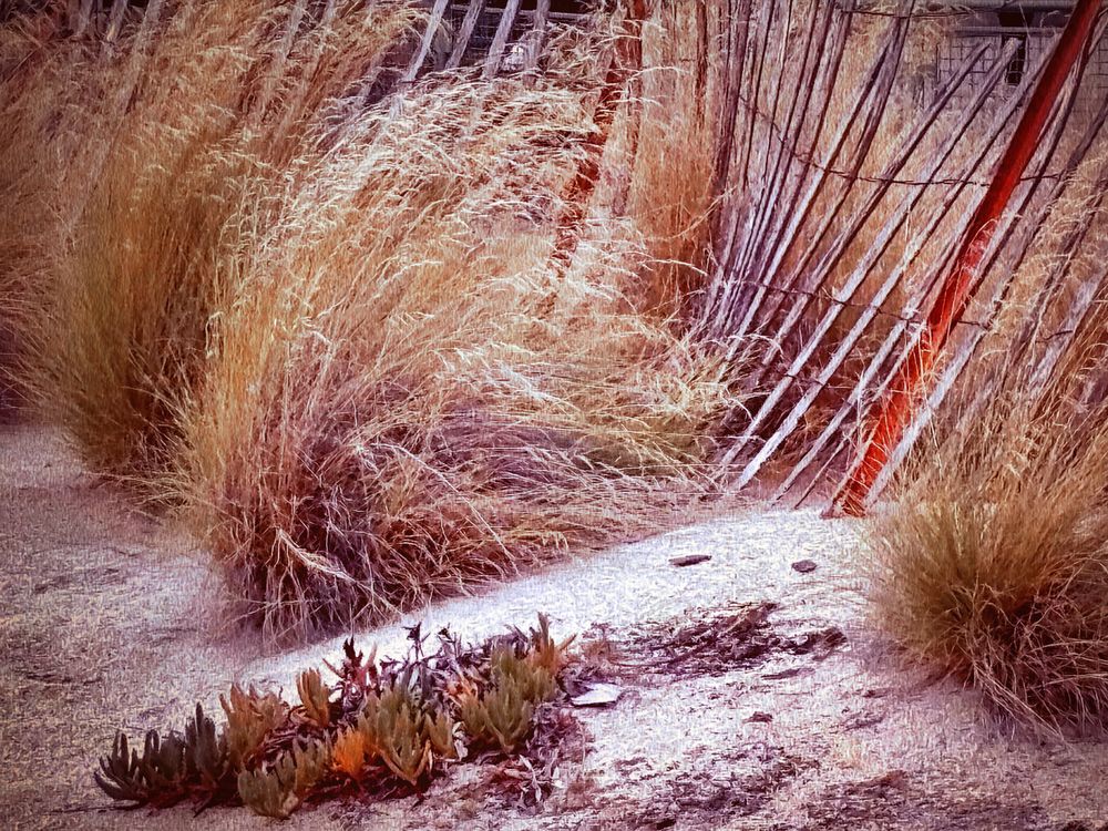 golden fern with white sand and rustic fence | Smithsonian Photo ...