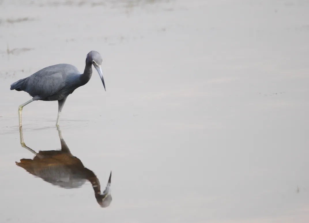 Bird Reflection | Smithsonian Photo Contest | Smithsonian Magazine