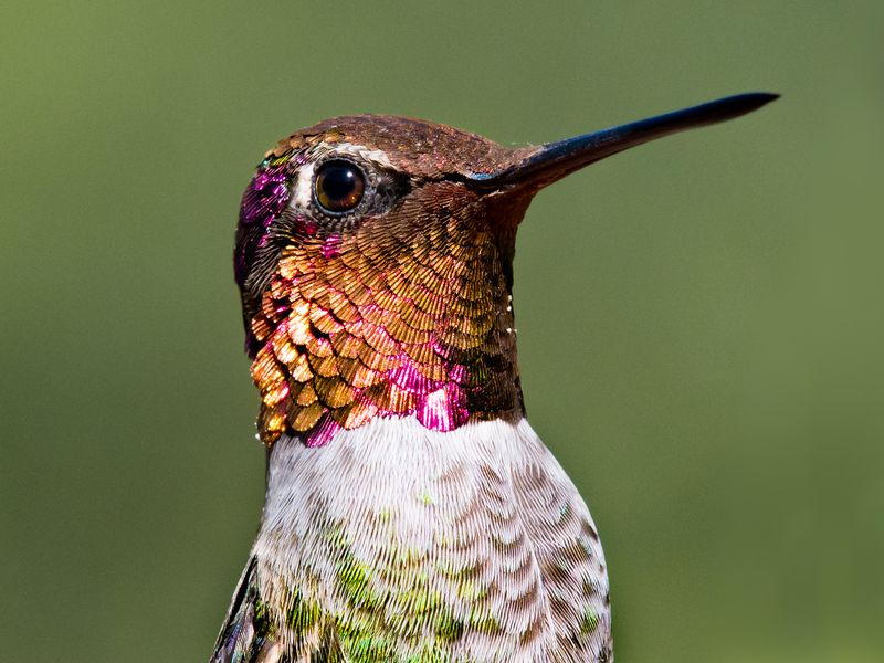 Hummingbird Close-up | Smithsonian Photo Contest | Smithsonian Magazine