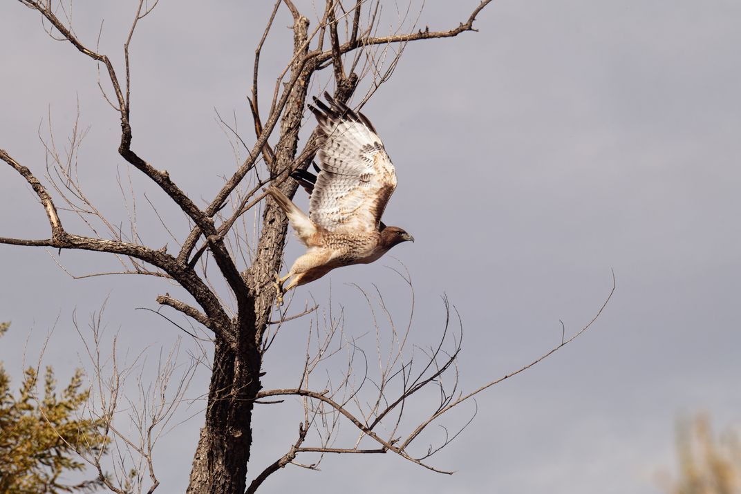 Red Tail Hawk Lift Off | Smithsonian Photo Contest | Smithsonian Magazine