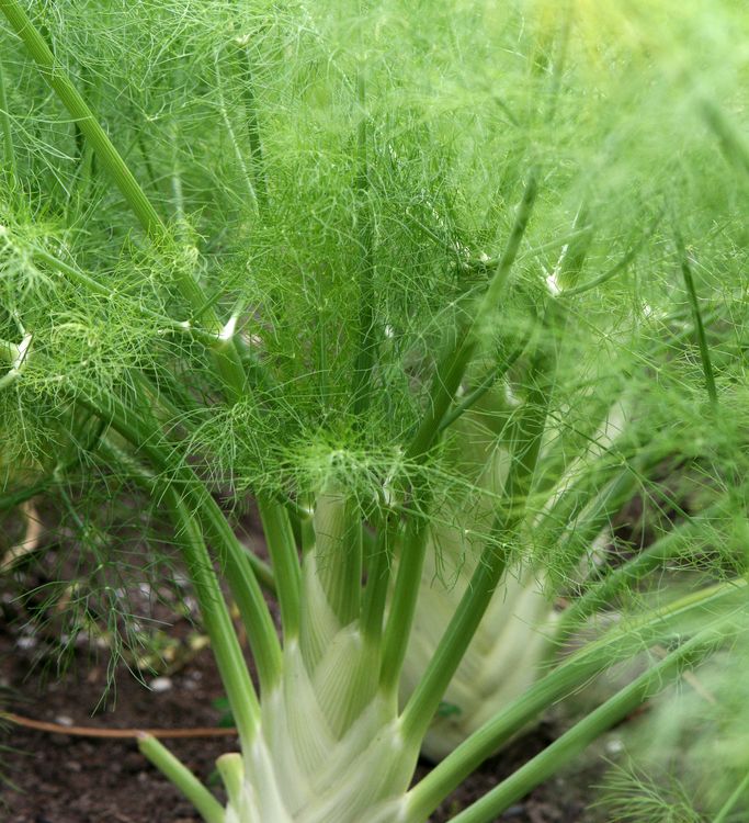 Fennel Plant Growing Bulb Fennel Indoors Sara At Skillnaden's