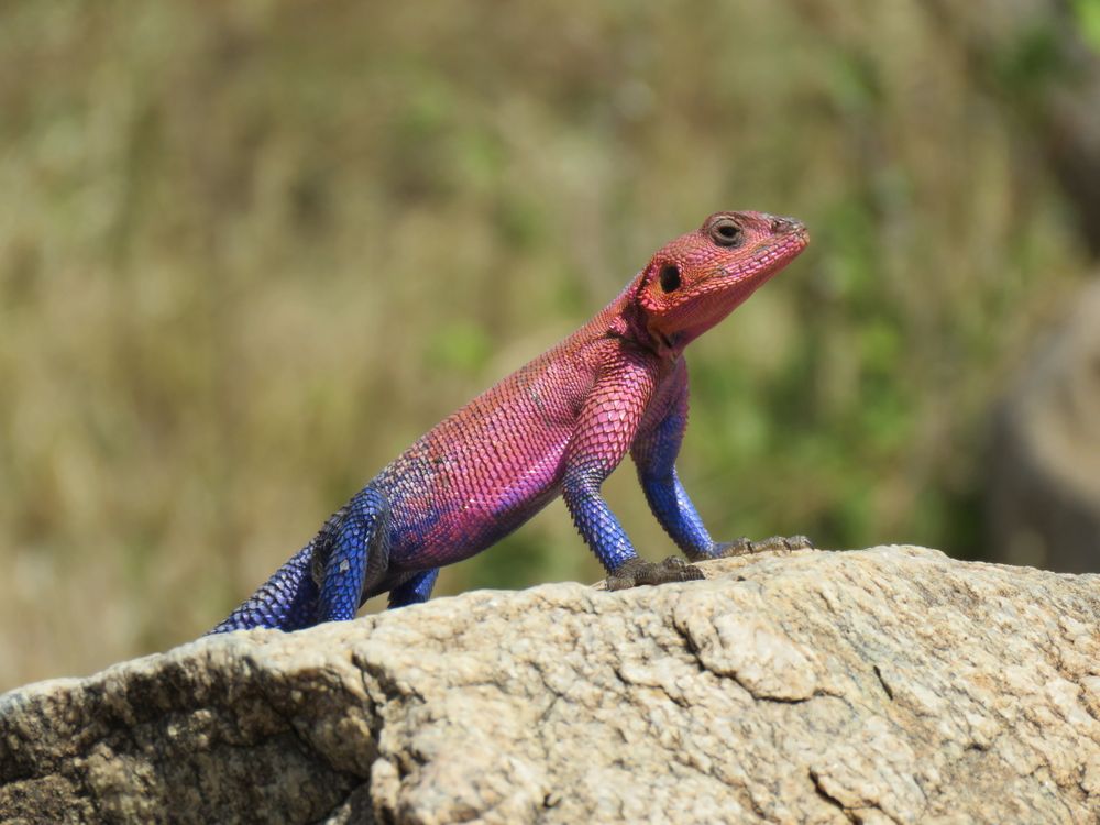 SpiderMan Lizard | Smithsonian Photo Contest | Smithsonian Magazine