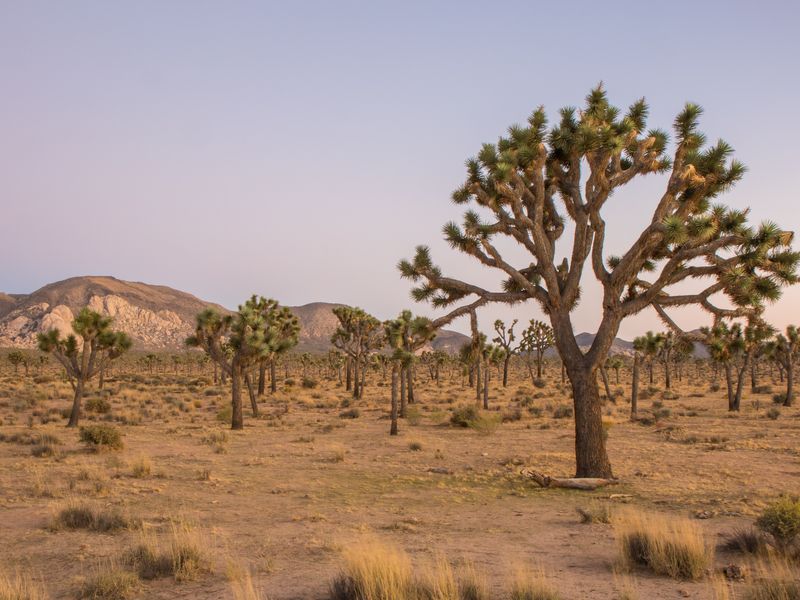 Joshua Tree | Smithsonian Photo Contest | Smithsonian Magazine