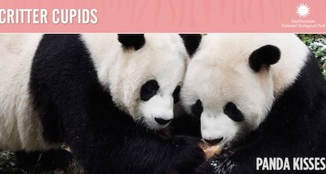 Critter Cupids: Animals in Love