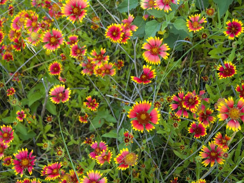 Wildflowers bloom during the summer in Rio Vista, Texas. | Smithsonian ...