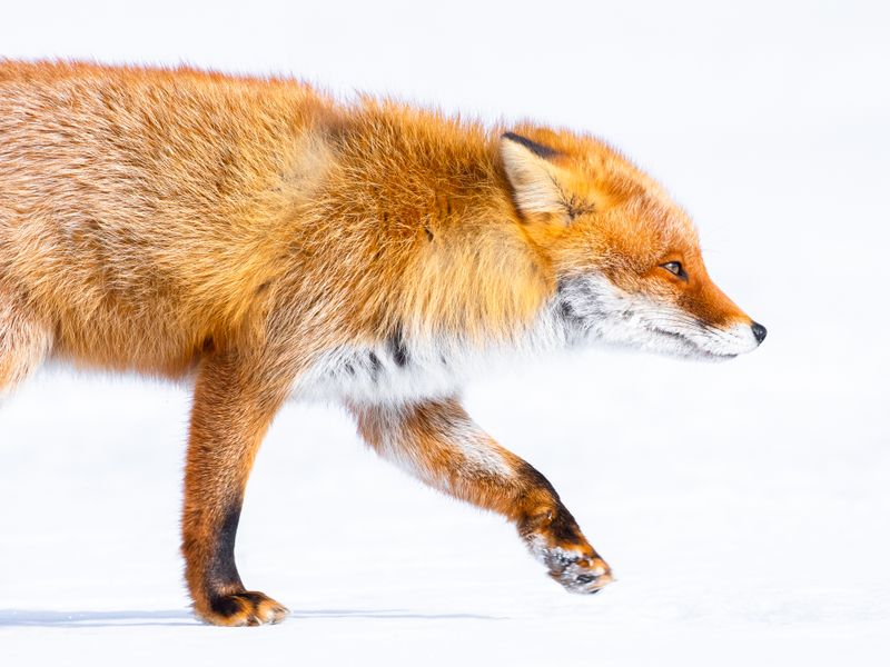 Ezo red fox | Smithsonian Photo Contest | Smithsonian Magazine
