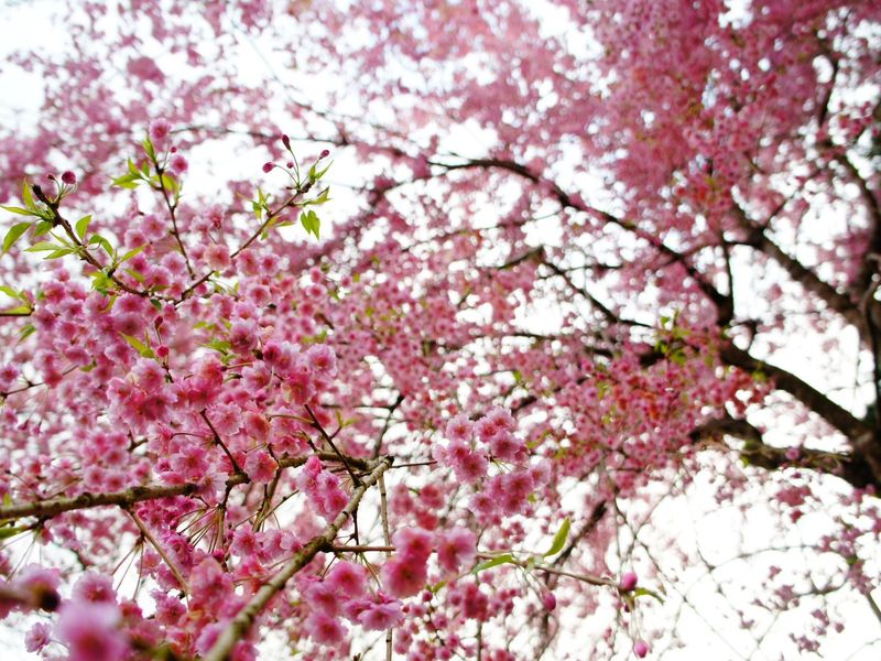 Looking up on cherry blossom In Hakone, Japan. | Smithsonian Photo ...