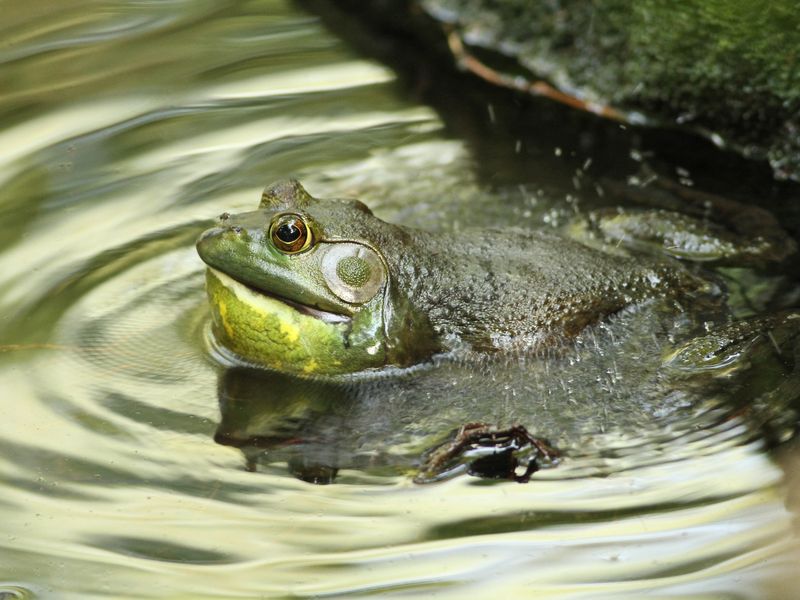 American Bullfrog Vocalizing in Central Park, New York City ...