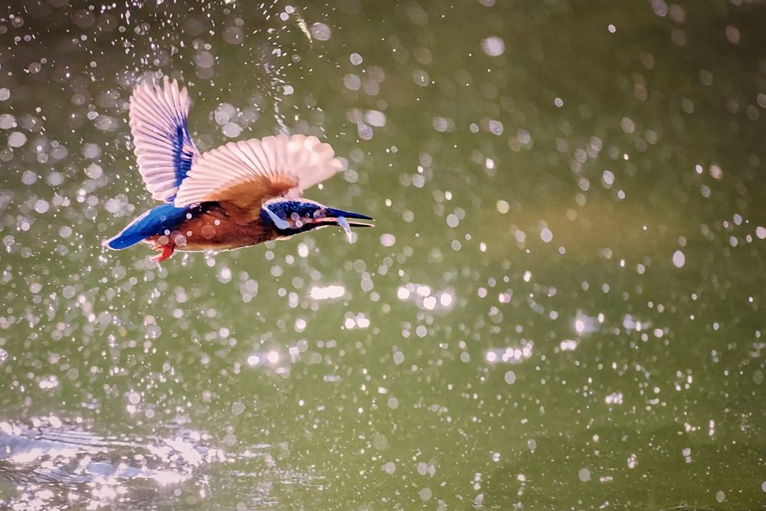 Flying over water | Smithsonian Photo Contest | Smithsonian Magazine