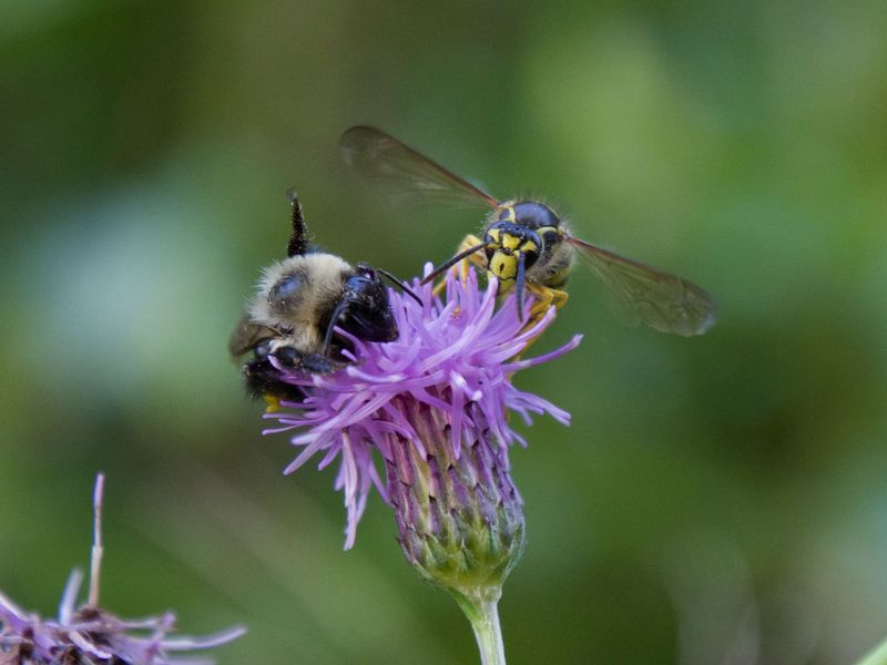 Pollinators | Smithsonian Photo Contest | Smithsonian Magazine