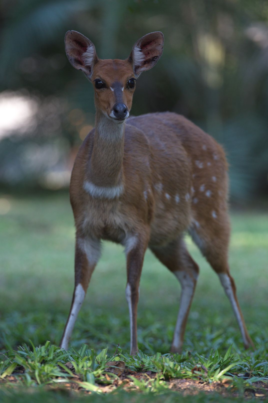 Female Steenbock | Smithsonian Photo Contest | Smithsonian Magazine