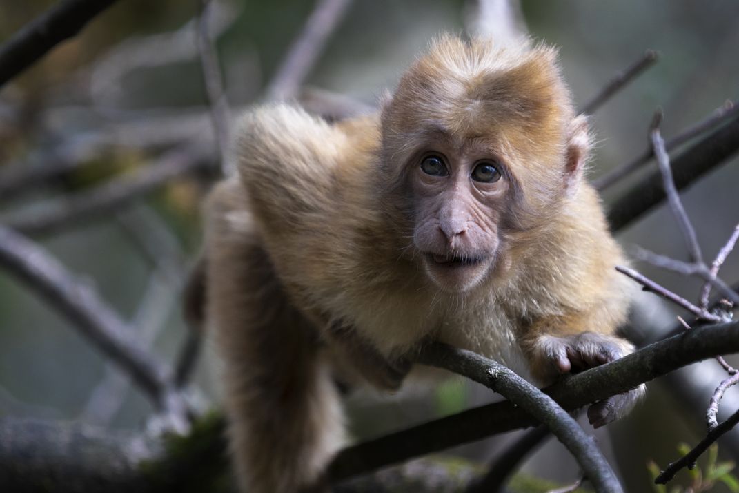 Himalaya Monkey | Smithsonian Photo Contest | Smithsonian Magazine