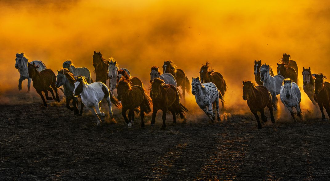 Galloping horses | Smithsonian Photo Contest | Smithsonian Magazine