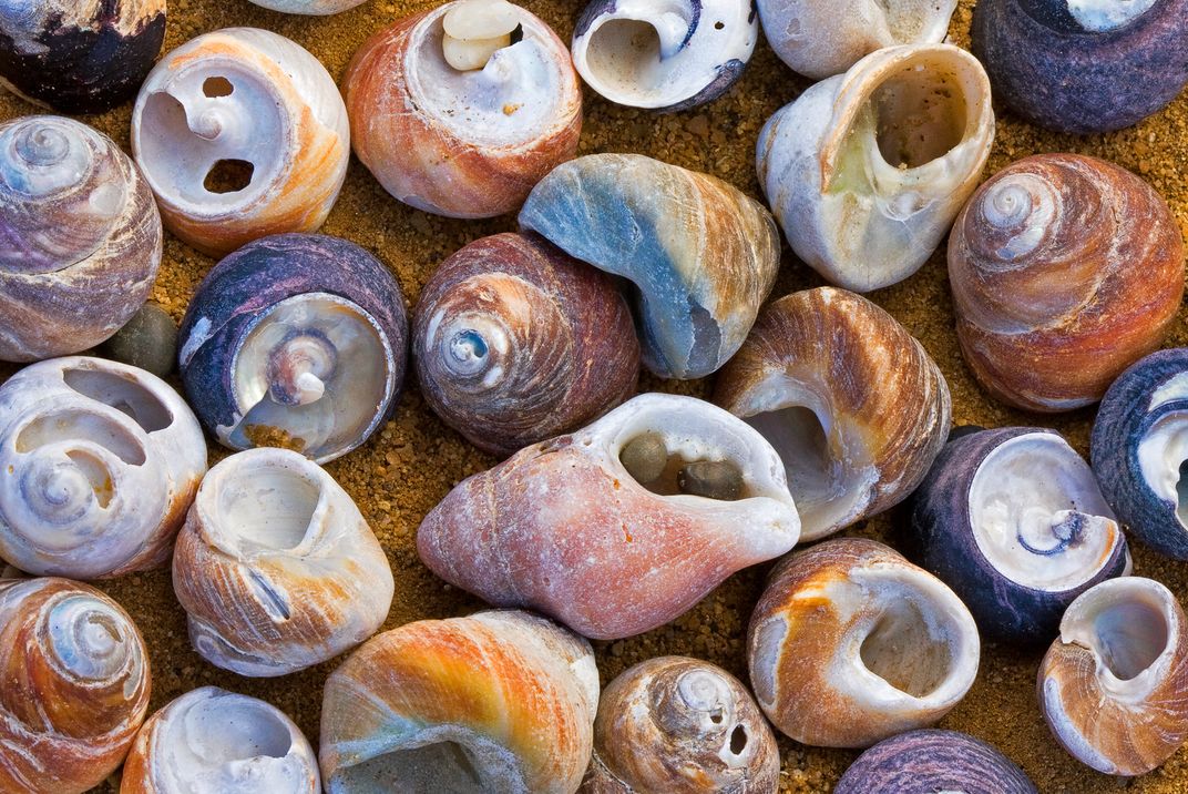 Shells, Bean Hollow State Park | Smithsonian Photo Contest ...