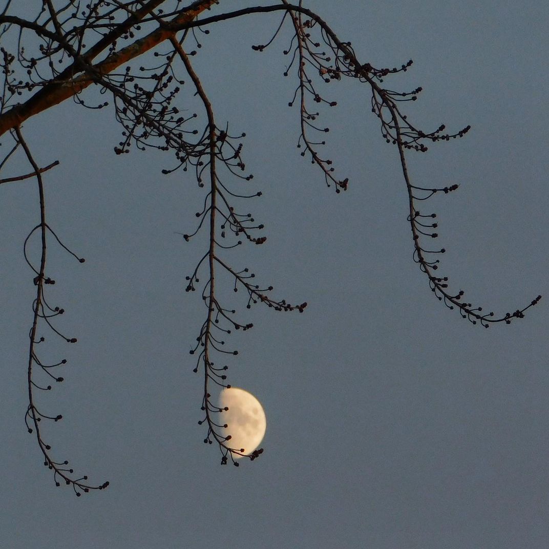 Moon Scoop | Smithsonian Photo Contest | Smithsonian Magazine