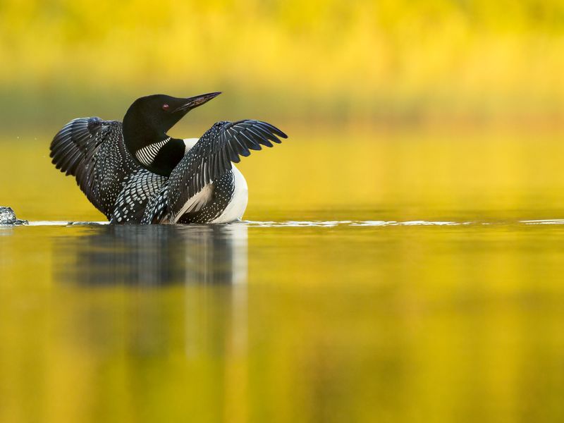 Common Loon Rising at sunset | Smithsonian Photo Contest | Smithsonian ...