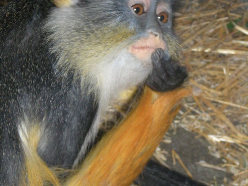 A day at the zoo with the Monkeys | Smithsonian Photo Contest ...