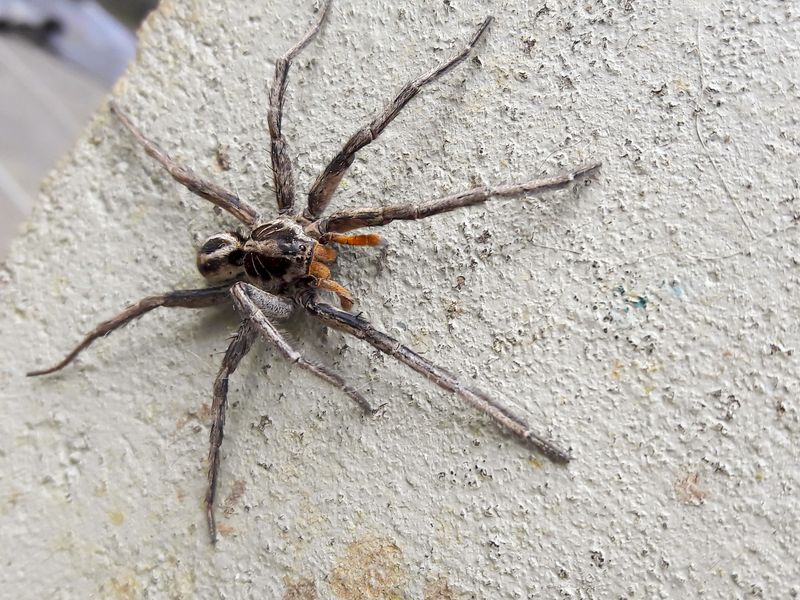 Banana spider | Smithsonian Photo Contest | Smithsonian Magazine