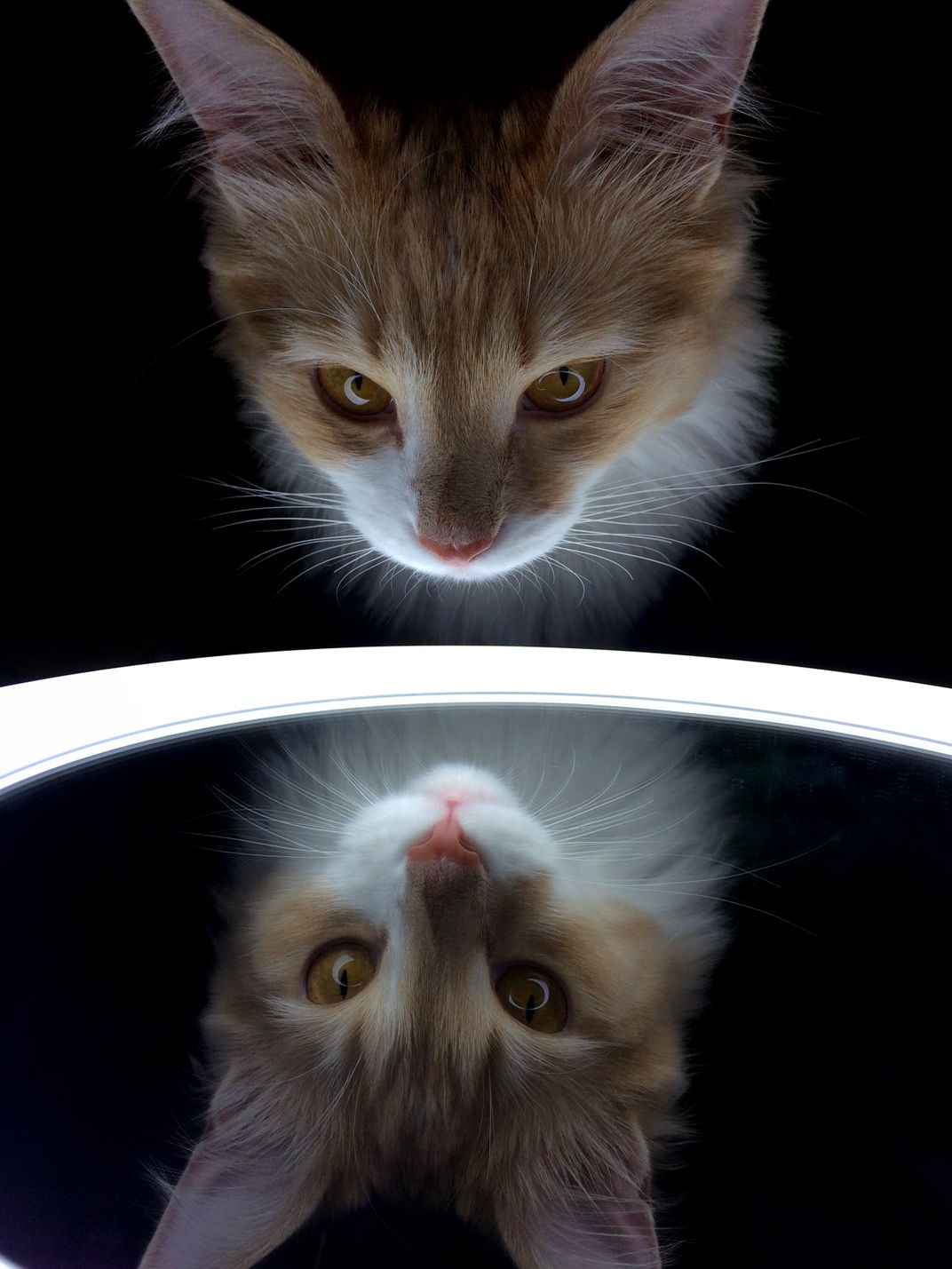 Cat admiring himself in my makeup mirror | Smithsonian Photo Contest ...