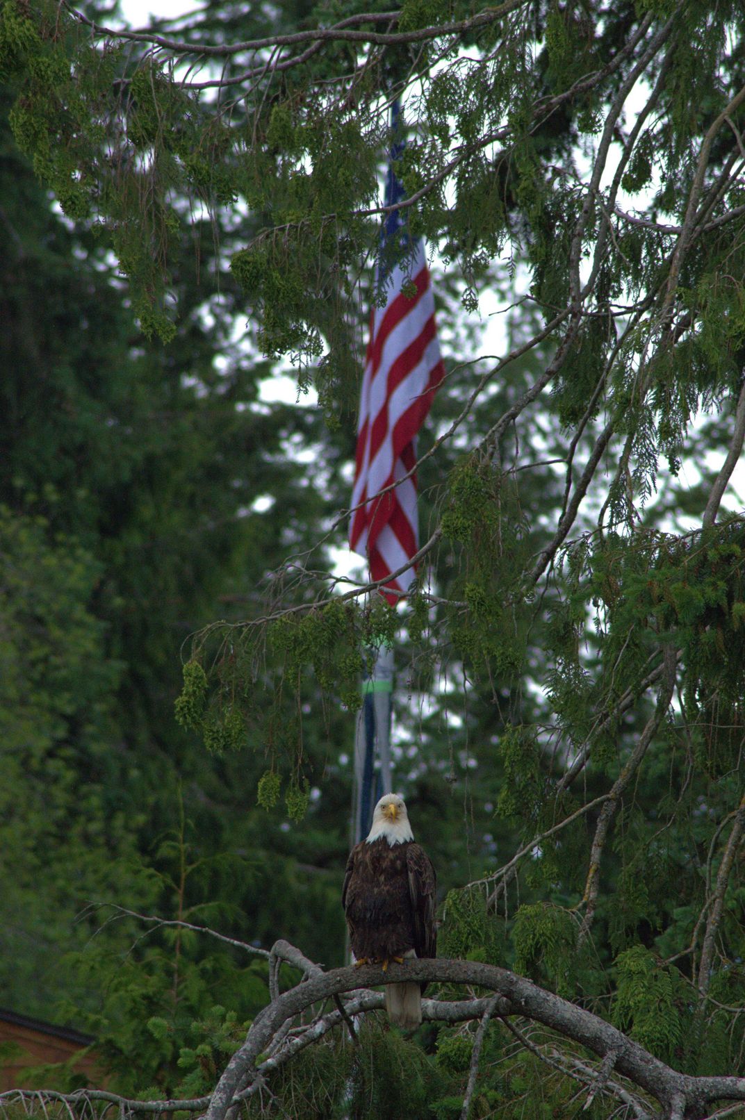 american pride | Smithsonian Photo Contest | Smithsonian Magazine