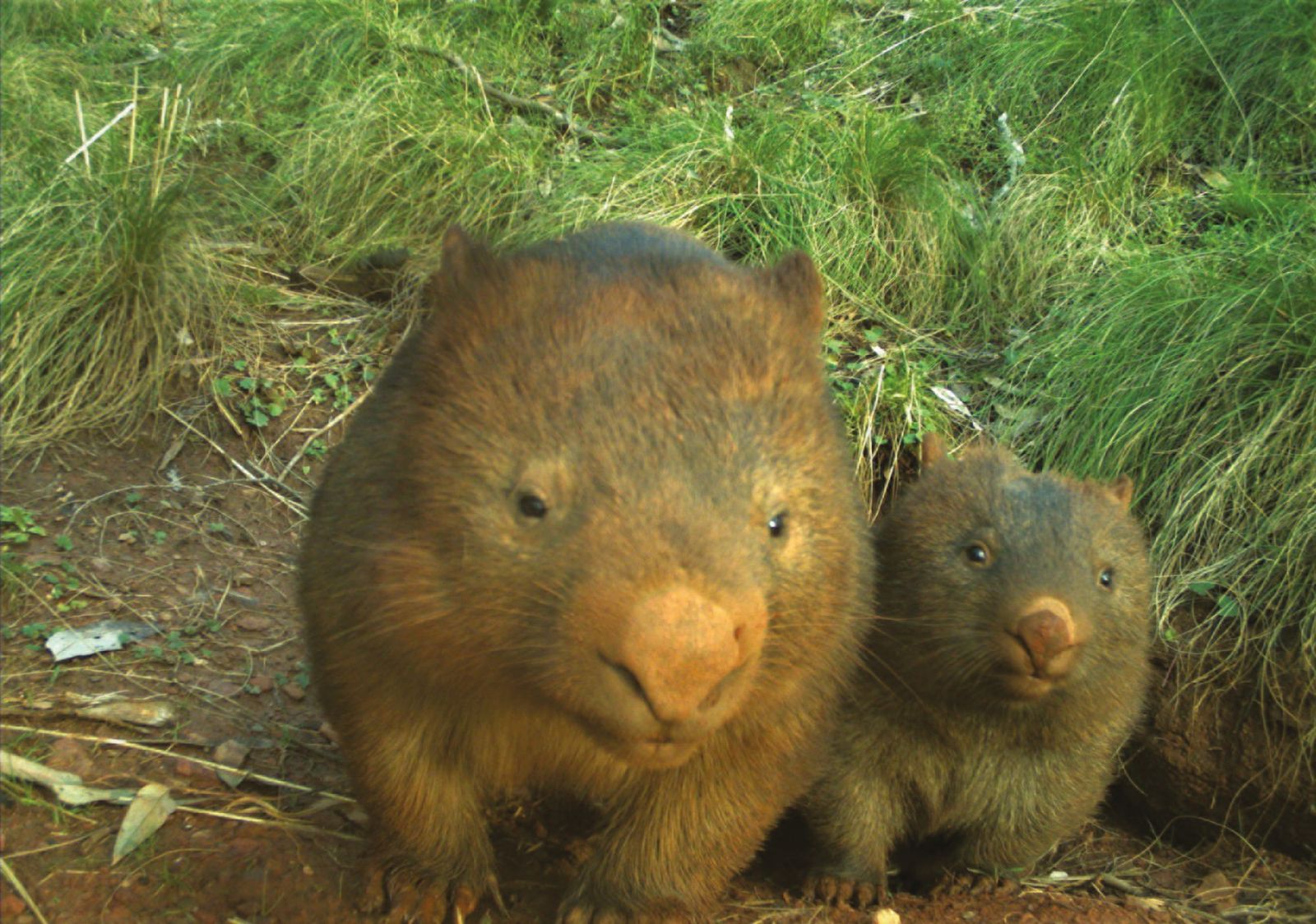 wombats saving animals