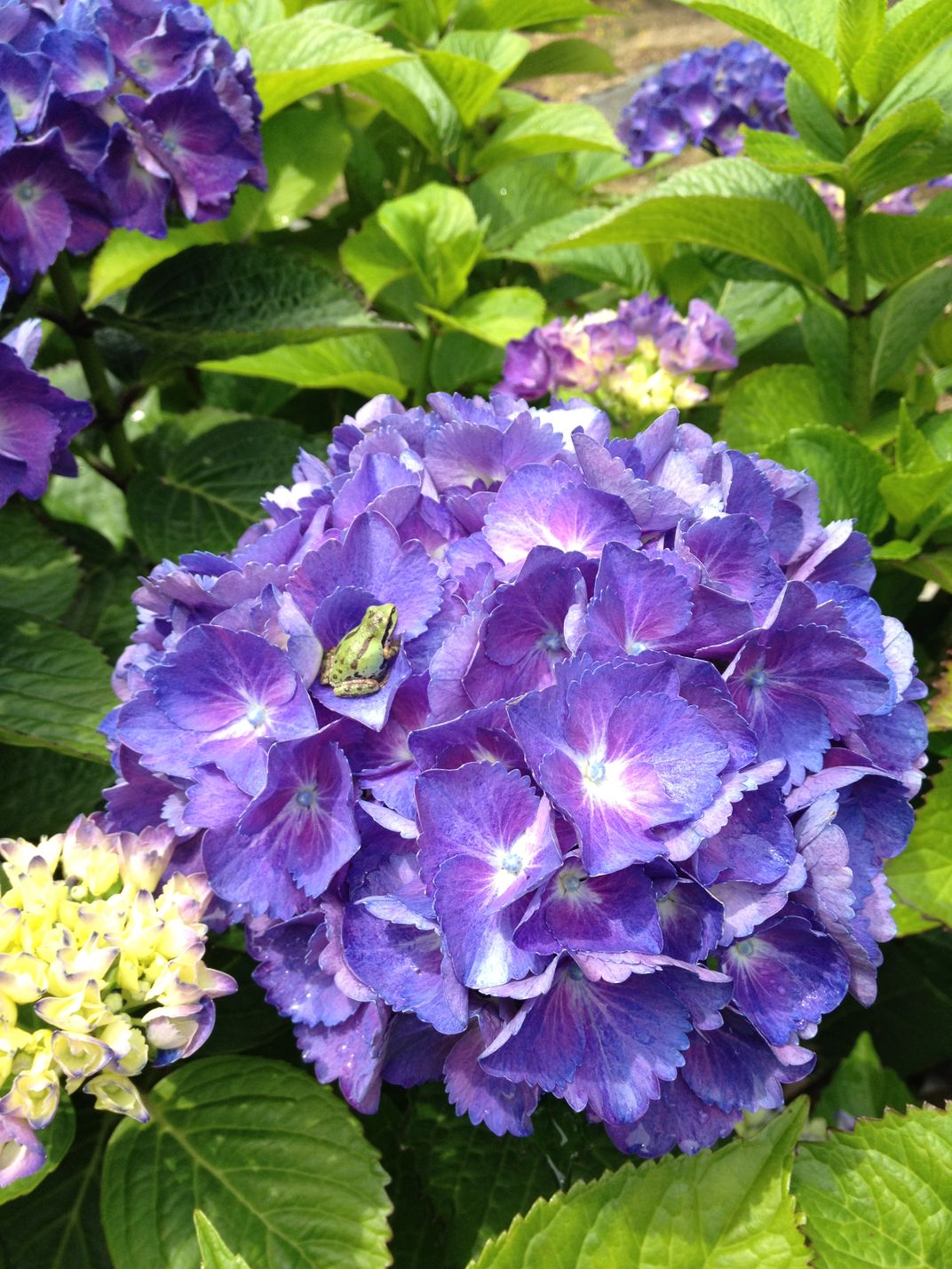 Tree frog resting in hydrangea | Smithsonian Photo Contest ...